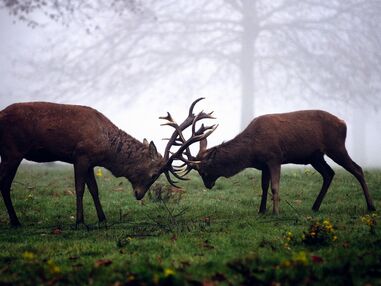 Red deer | The Wildlife Trusts