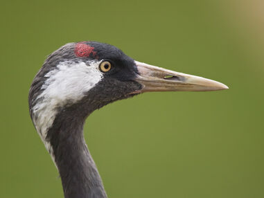 Where to see common cranes | The Wildlife Trusts