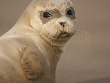 Seal pups | The Wildlife Trusts