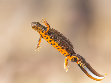 Newts | The Wildlife Trusts