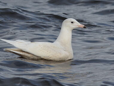Gull roosts | The Wildlife Trusts
