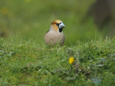 Where to see a hawfinch | The Wildlife Trusts