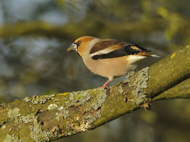 Where to see a hawfinch | The Wildlife Trusts