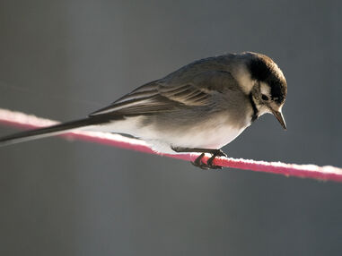 Wagtails | The Wildlife Trusts