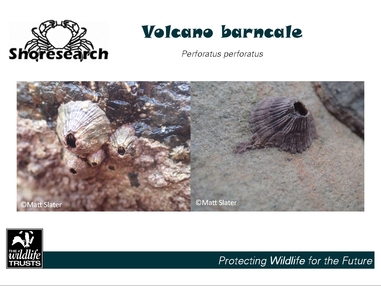 Shoresearch | The Wildlife Trusts