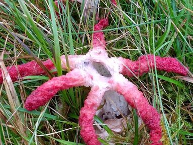 Devil’s fingers fungus | The Wildlife Trusts