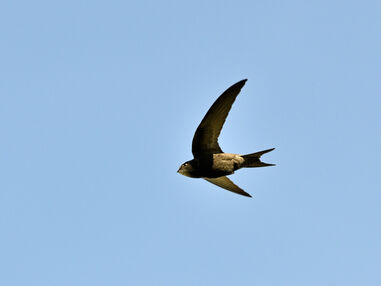 How to identify swifts, swallows, sand martins and house martins | The ...