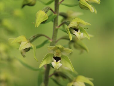 Broad-leaved helleborine | The Wildlife Trusts