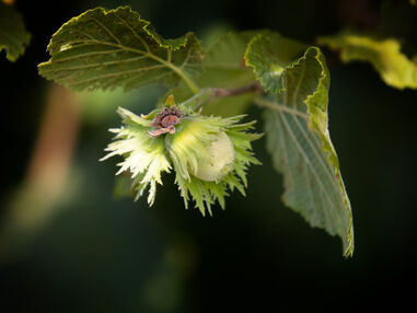 Hazel | The Wildlife Trusts