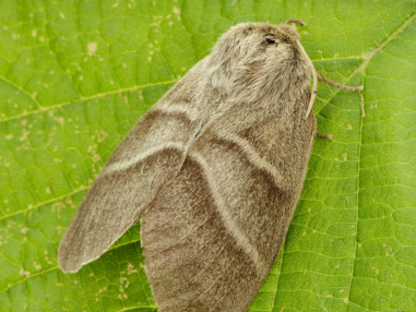 Fox moth | The Wildlife Trusts