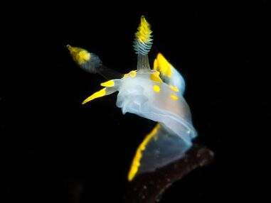What is a Nudibranch? | The Wildlife Trusts