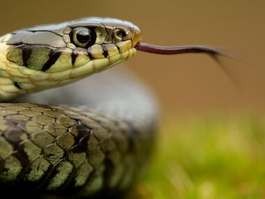 Identify UK snakes | The Wildlife Trusts