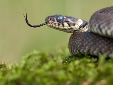 Identify UK snakes | The Wildlife Trusts