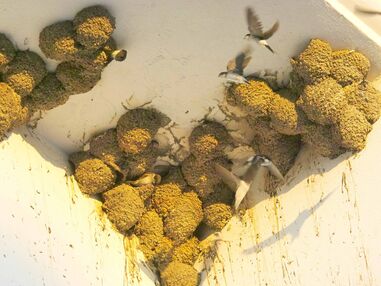 How to identify swifts, swallows, sand martins and house martins | The ...