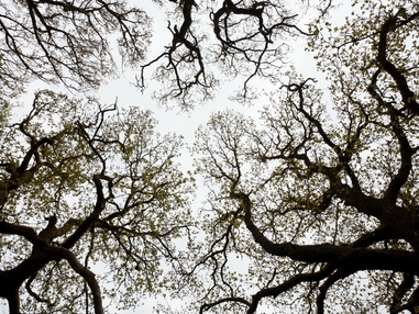 Ancient and unusual trees | The Wildlife Trusts