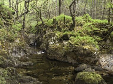 Where to see UK rainforest | The Wildlife Trusts