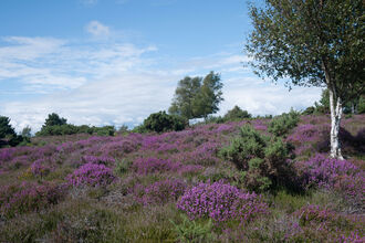 Heathland and moorland | The Wildlife Trusts