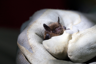 Alcathoe bat | The Wildlife Trusts