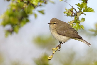 Willow warbler | The Wildlife Trusts