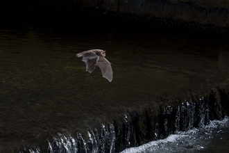 Barbastelle bat | The Wildlife Trusts