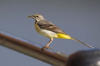 Pied wagtail | The Wildlife Trusts