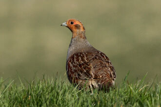 Grouse, partridges, pheasant and quail | The Wildlife Trusts
