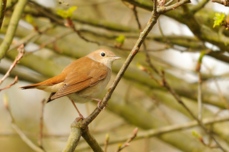 Nightingale and cuckoos | The Wildlife Trusts