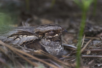 Nightjars | The Wildlife Trusts