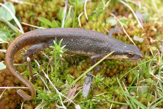Smooth newt | The Wildlife Trusts
