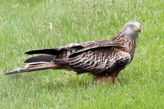 Buzzard | The Wildlife Trusts