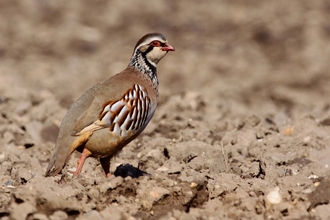 Grey partridge | The Wildlife Trusts