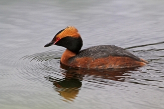 Grebes and divers | The Wildlife Trusts