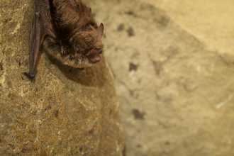 Alcathoe bat | The Wildlife Trusts