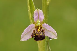 Fly orchid | The Wildlife Trusts