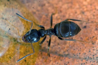 Southern wood ant | The Wildlife Trusts