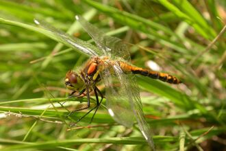 Dragonflies | The Wildlife Trusts