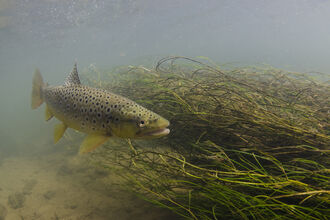 Rainbow trout | The Wildlife Trusts