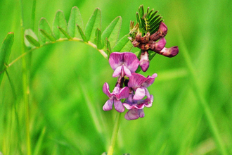 Kidney vetch | The Wildlife Trusts