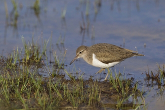 Dunlin | The Wildlife Trusts