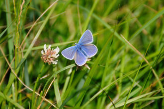 Common blue | The Wildlife Trusts