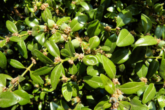 Trees and shrubs | The Wildlife Trusts