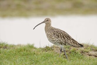 Wading birds | The Wildlife Trusts