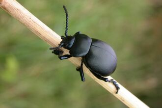 Deathwatch beetle | The Wildlife Trusts