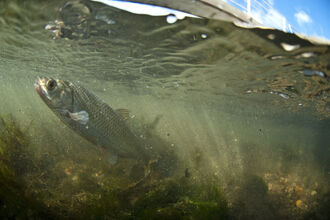 Freshwater fish | The Wildlife Trusts