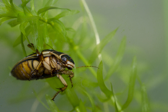 Violet click beetle | The Wildlife Trusts