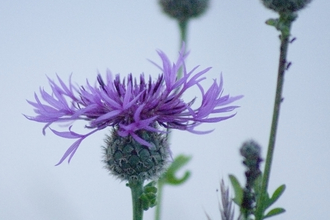 Common knapweed | The Wildlife Trusts