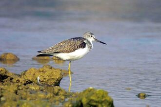 Redshank | The Wildlife Trusts