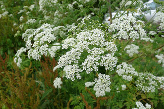 Ground-elder | The Wildlife Trusts