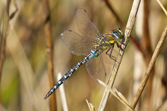 Southern hawker | The Wildlife Trusts