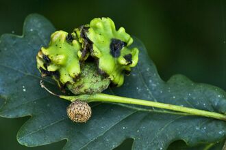 Cherry gall wasp | The Wildlife Trusts